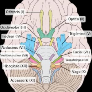 Nervio Abducens (VI Par craneal) - Multinivel - Juego educativo ...