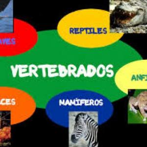 Clasificación de vertebrados - Duchazos - Juego educativo - Biología ...