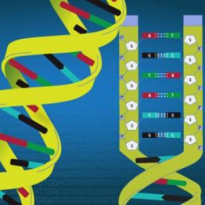 ¿Qué sabes acerca sobre el ADN? - Duchazos - Juego educativo - Biología - Mobbyt
