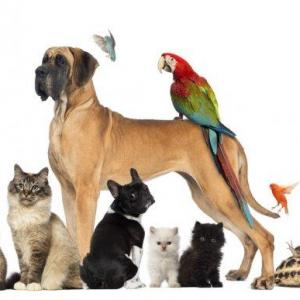 Hangman: Animal Pets Edition - Duchazos - Juego educativo - Lengua - Mobbyt