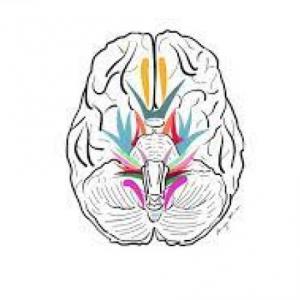 ¡Llego a la meta con mi cerebro! - Ocas - Juego educativo - Ciencias ...