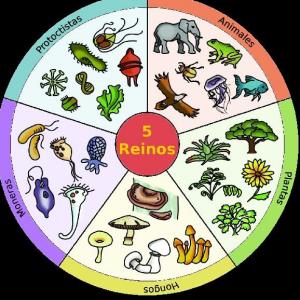 Reino de los seres vivos. - Trivias - Juego educativo - Ciencias - Mobbyt