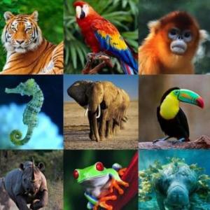 Animales - Memorias - Juego educativo - Ciencias - Mobbyt