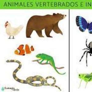 Los animales vertebrados e invertebrados - Trivias - Juego educativo ...