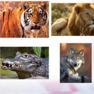 Animales carnivoros - Duchazos - Juego educativo - Biología - Mobbyt