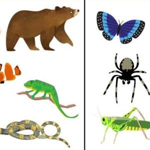 Clasificación de Vertebrados e Invertebrados - Memorias - Juego ...