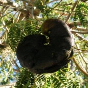 Biología: ¿Qué sabemos sobre el Timbó? - Fruto, hojas, Timbó