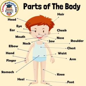 Salud: The body parts - body, head, eyes, mouth, legs, feet, nose, ears ...