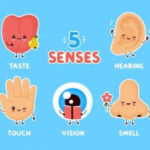 aprende los cinco sentidos - Memorias - Juego educativo - Medio ...