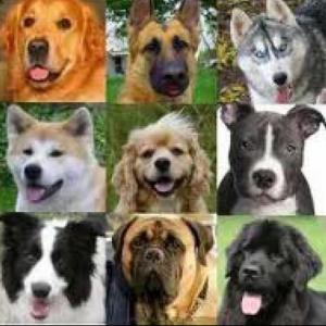 Razas de Perros - Trivias - Juego educativo - Personalidades - Mobbyt