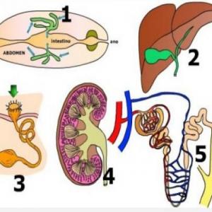 Sistema Excretor - Duchazos - Juego educativo - Ciencias - Mobbyt