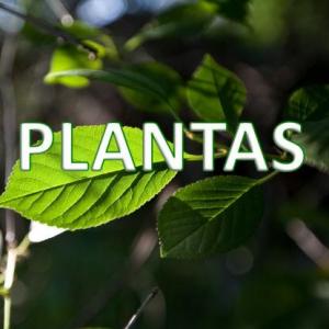 Medio ambiente: ¿Sabes como se relacionan las plantas con el ambiente ...