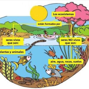 Los ecosistemas - Memorias - Juego educativo - Ciencias - Mobbyt