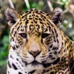 Mis amigos los animales - Verdadero Falso 3D - Juego educativo ...