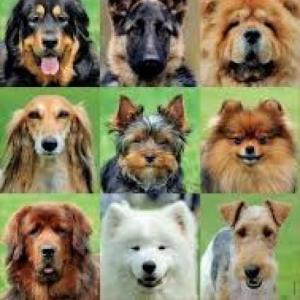 Raza de perros - Trivias - Juego educativo - Ciencias - Mobbyt