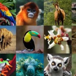 memorama de animales - Memorias - Juego educativo - Ciencias - Mobbyt