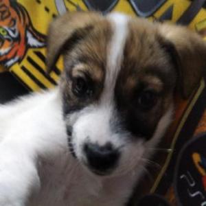 Lasly - Coincidencias - Juego educativo - Artes - Mobbyt