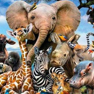 Artes: COINTEX- Versión Animales - Animales-Texturas- Coincidencias