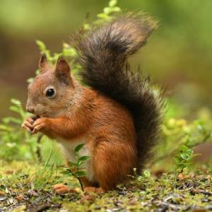 Animales LOL - Duchazos - Juego educativo - Biología - Mobbyt