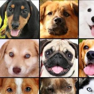 Razas de perros - Trivias - Juego educativo - Informática - Mobbyt