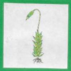 Partes externas del musgo - Multinivel - Juego educativo - Biología ...