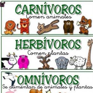 Ciencias: Que comen los animales? - Los animales según su alimentación