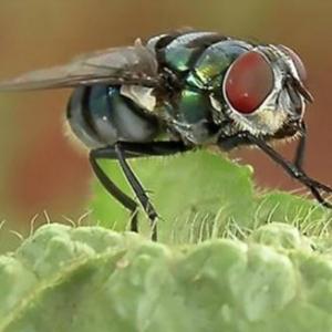 ANIMALES PERJUDICIALES - Duchazos - Juego educativo - Biología - Mobbyt