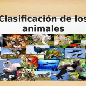 ANIMALES HERBÍVOROS, CARNÍVOROS, INSECTÍVOROS Y OMNÍVOROS - Memorias ...