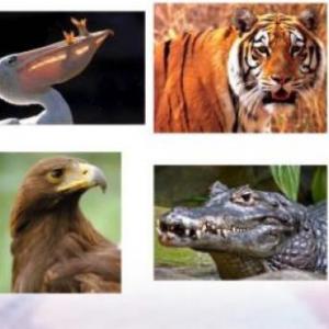 animales carnívoros - Historietas - Juego educativo - Ciencias - Mobbyt