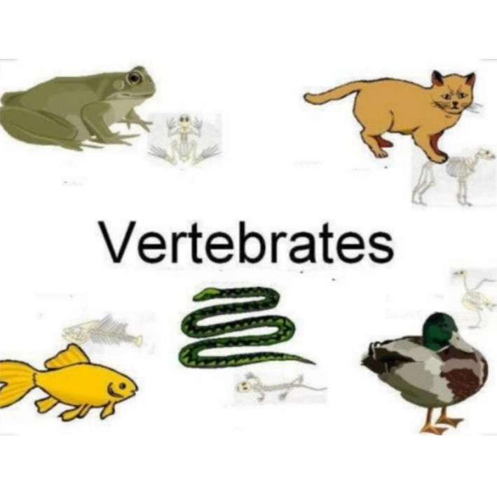 The vertebrate animals - Trivias - Juego educativo - Ciencias - Mobbyt