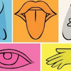 DIVIÉRTETE JUGANDO CON LOS SENTIDOS - Multinivel - Juego educativo ...