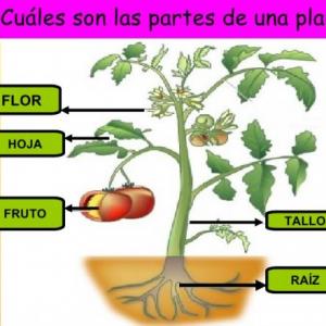 Ciencias: Partes de la planta - Hoja, flor, fruto, tallo, raíz