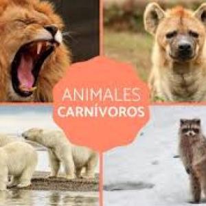 Animales Carnivoros - Memorias - Juego educativo - Biología - Mobbyt