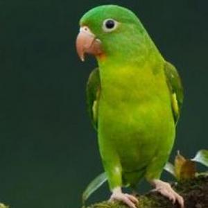 Mi amigo el perico - Historietas - Juego educativo - Cultura general ...