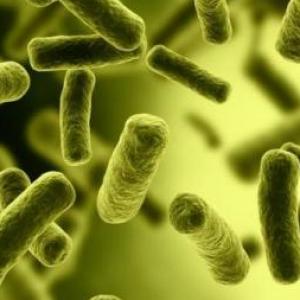 Reino Moneras - Trivias - Juego educativo - Biología - Mobbyt