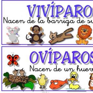 Ciencias: LOS ANIMALES SEGÚN SU ORIGEN. - VIVIPAROS Y OVIPAROS.