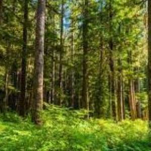 memorama ecosistema - Memorias - Juego educativo - Ciencias - Mobbyt