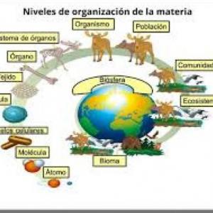 Biología: niveles de organizacion bioticos y abioticos - biocaz4 1