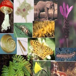 Productores Consumidores Y Descomponedores