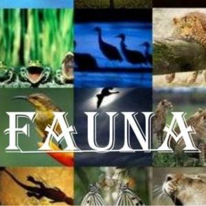 Videojuego educativo | Biología: Tipos de fauna