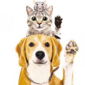 PETS AND OTHER ANIMALS - Multinivel - Juego educativo - Idiomas - Mobbyt