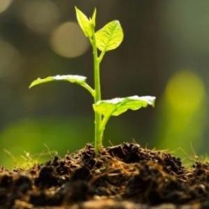 Ciencias: Cambios en las plantas - cambios, atmósfera