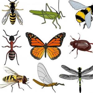 MEMOTEST DE INSECTOS - Memorias - Juego educativo - Ciencias - Mobbyt