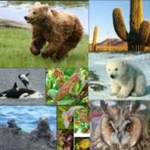 Adaptación de los seres vivos - Ocas - Juego educativo - Biología - Mobbyt