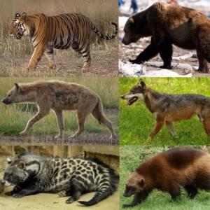 Animales Carnívoros - Memorias - Juego educativo - Ciencias - Mobbyt