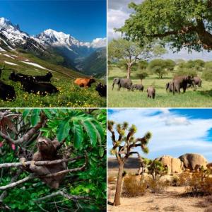 Biodiversidad de los ecosistemas - Trivias - Juego educativo - Biología ...