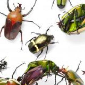 LOTS OF BUGS! - Memorias - Juego educativo - Idiomas - Mobbyt