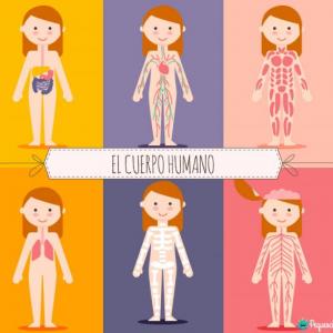 MEMORAMA SISTEMAS Y APARATOS DEL CUERPO HUMANO - Memorias - Juego ...