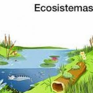 Aprende sobre los ecosistemas - Trivias - Juego educativo - Ciencias ...