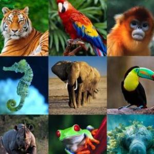 Ciencias: ANIMALES